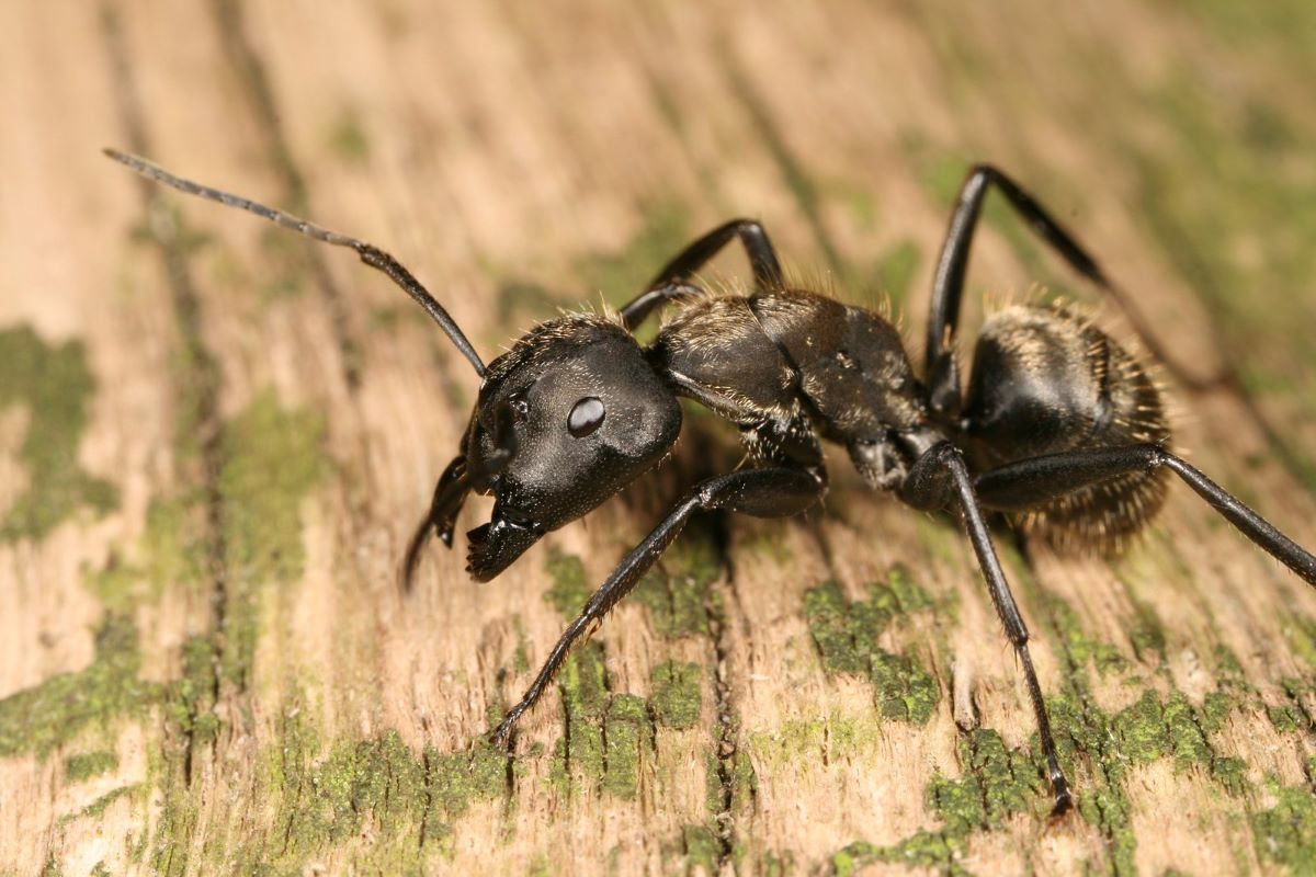 Guardian: суперколонии красных огненных муравьев угрожают городам Европы
